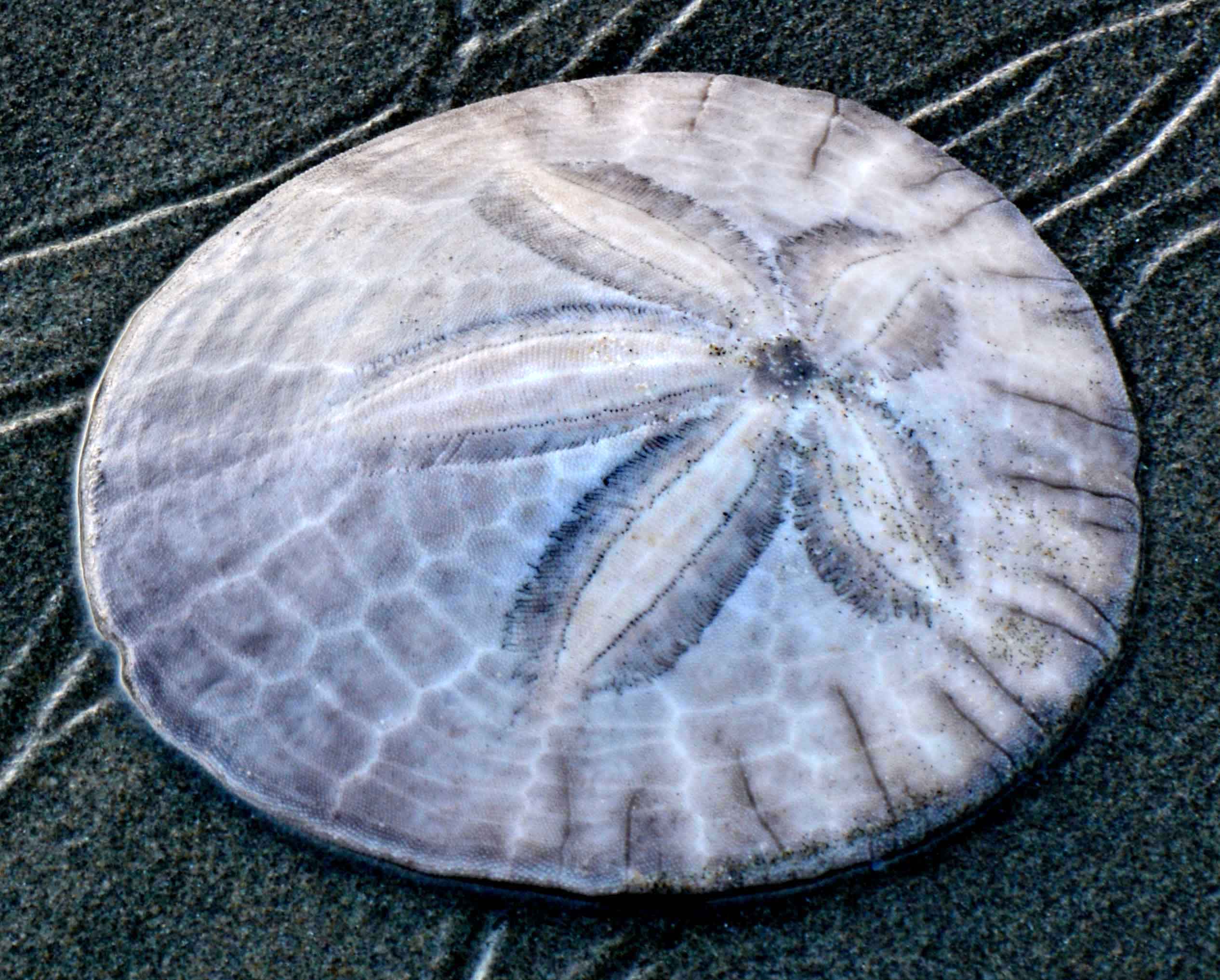 THE MIRACLE OF ELEGANCE | Frank's Cottage